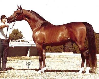 Double Starz Ranch
